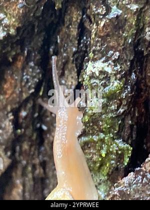 Golden Semi-slug (Mysticarion porrectus Stock Photo - Alamy