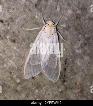 Tiger Moths (Arctiini Stock Photo - Alamy