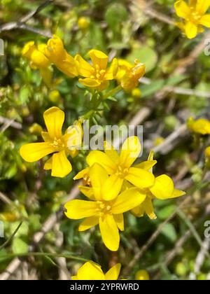 golden selenia (Selenia aurea Stock Photo - Alamy