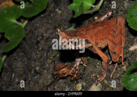Slender-legged Horned Frog (Grillitschia longipes Stock Photo - Alamy