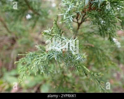 Seaside Juniper (Juniperus maritima Stock Photo - Alamy