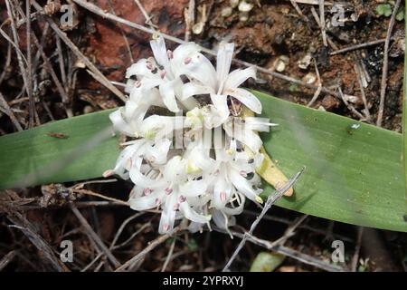 (Lachenalia ensifolia ensifolia Stock Photo - Alamy
