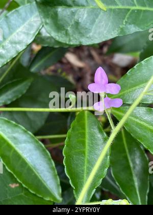 Silverleaf Desmodium (Desmodium uncinatum Stock Photo - Alamy