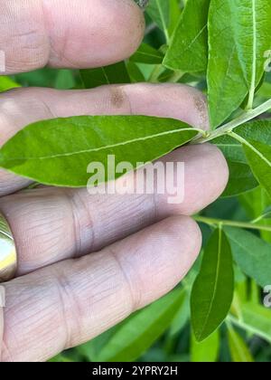 Prairie Willow (Salix humilis Stock Photo - Alamy