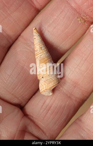 Common Tower Shell (Turritellinella tricarinata) Mollusca Stock Photo ...