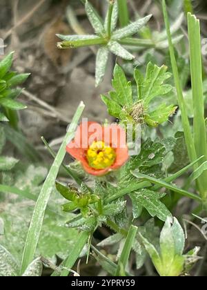 Carolina Bristlemallow (Modiola caroliniana Stock Photo - Alamy