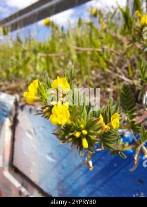 Yellow Serradella (Ornithopus compressus Stock Photo - Alamy