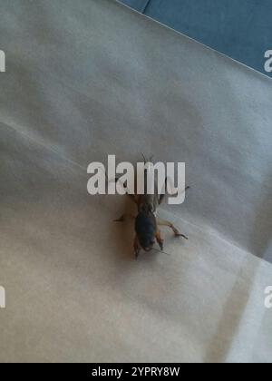 Southern Mole Cricket (Neoscapteriscus borellii Stock Photo - Alamy