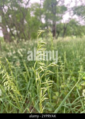 Threeflower Melicgrass (Melica nitens Stock Photo - Alamy