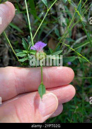 blue bonnet (Centratherum riparium Stock Photo - Alamy