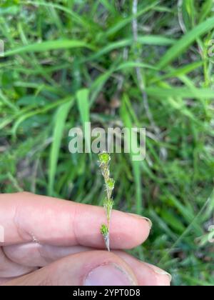 blunt broom sedge (Carex tribuloides Stock Photo - Alamy