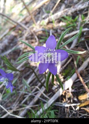 Oregon anemone (Anemonoides oregana Stock Photo - Alamy
