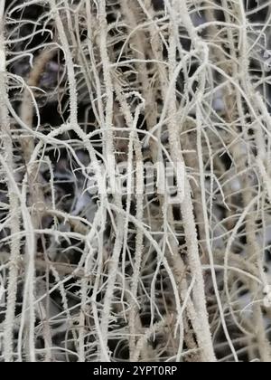 Fishbone Beard Lichen (Usnea dasopoga Stock Photo - Alamy