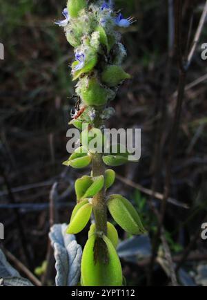 Camphor Spurflower (Coleus cylindraceus Stock Photo - Alamy