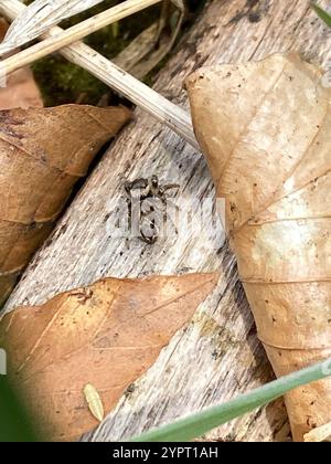 Woodland Jumping Spider (Evarcha falcata Stock Photo - Alamy