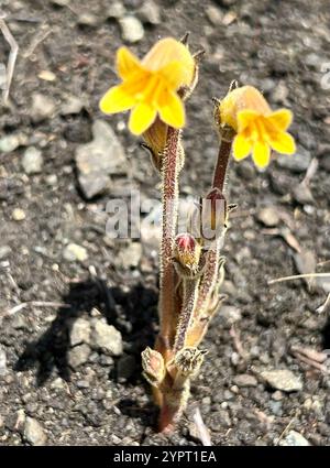 yellow clustered broomrape (Aphyllon franciscanum Stock Photo - Alamy