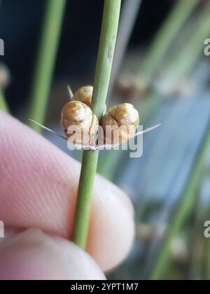 longleaf ephedra (Ephedra trifurca Stock Photo - Alamy
