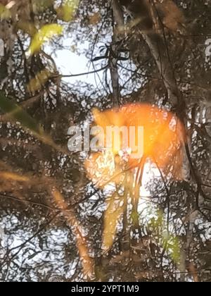 Spike-topped Apple Snail (Pomacea diffusa Stock Photo - Alamy