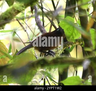 Zeledon's Antbird (Hafferia zeledoni Stock Photo - Alamy
