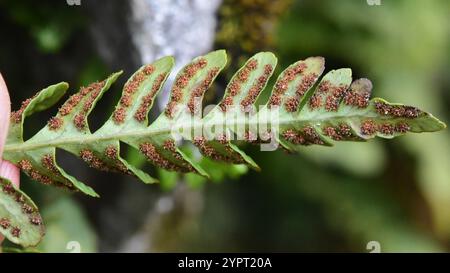 irregular polypody (Polypodium amorphum Stock Photo - Alamy