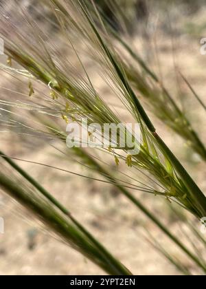 Squirreltail (Elymus elymoides Stock Photo - Alamy