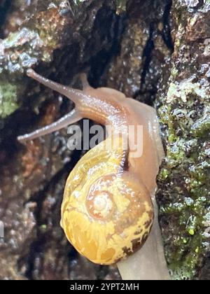 Golden Semi-slug (Mysticarion porrectus Stock Photo - Alamy