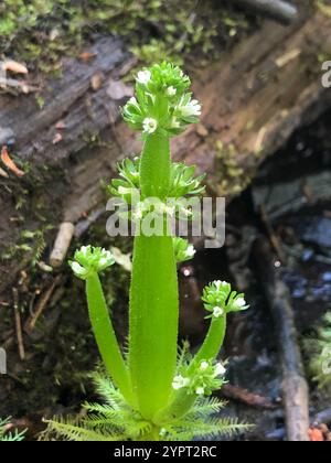 Featherfoil (Hottonia inflata Stock Photo - Alamy