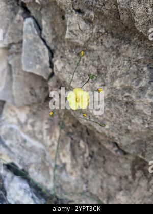 Rock Flax (Linum rupestre Stock Photo - Alamy