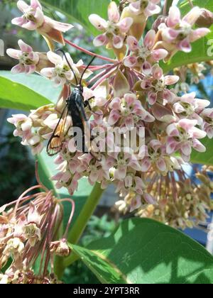 Peachtree Borer Moth (Synanthedon exitiosa Stock Photo - Alamy