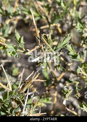 Spiny Greasebush (Glossopetalon spinescens Stock Photo - Alamy