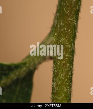 White Shin Oak (Quercus sinuata breviloba Stock Photo - Alamy