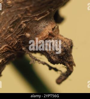 Hackberry Columnar Stem Gall Midge (Celticecis ramicola Stock Photo - Alamy