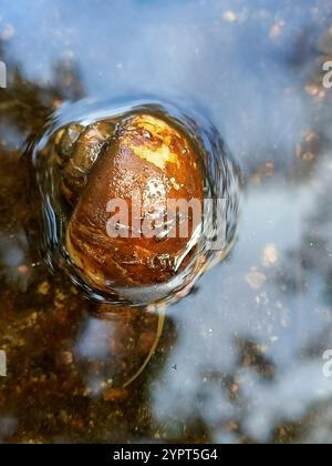 Spike-topped Apple Snail (Pomacea diffusa Stock Photo - Alamy