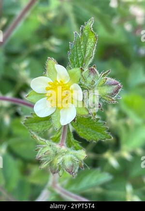 sticky cinquefoil (Drymocallis glandulosa Stock Photo - Alamy