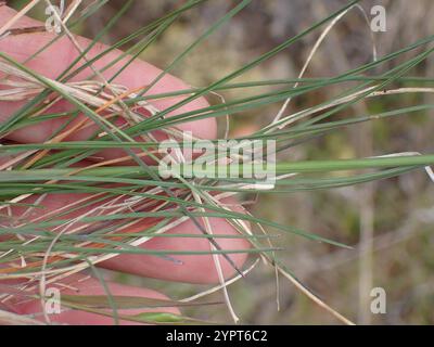 Roemer's Fescue (Festuca roemeri Stock Photo - Alamy