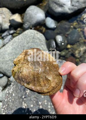 Scallops and Allies (Pectinida Stock Photo - Alamy