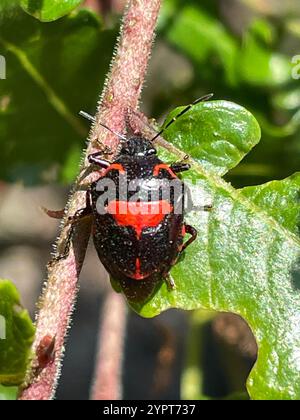Anchor Stink Bug (Stiretrus anchorago) Insecta Stock Photo - Alamy