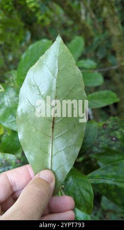 Kanono (Coprosma grandifolia Stock Photo - Alamy