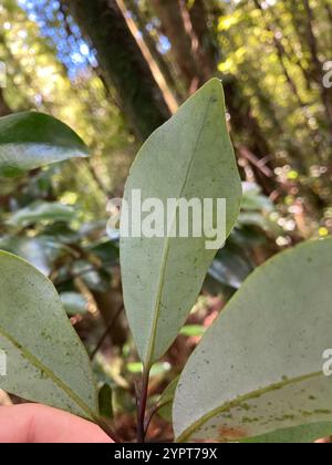Lowland Horopito (Pseudowintera axillaris Stock Photo - Alamy