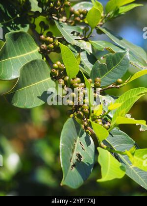 figwood (Ficus virgata Stock Photo - Alamy