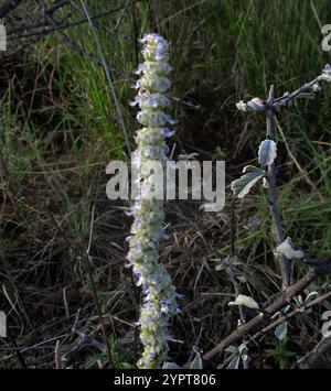 Camphor Spurflower (Coleus cylindraceus Stock Photo - Alamy