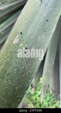 Yucca Plant Bug (Halticotoma valida Stock Photo - Alamy