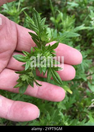 Miami Mist (Phacelia purshii Stock Photo - Alamy