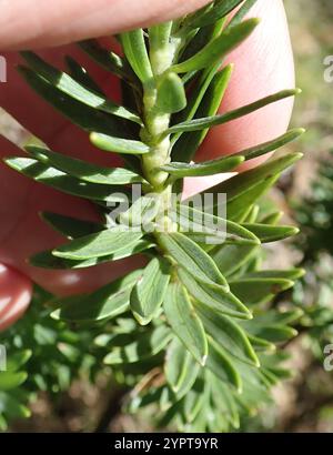 Mt Currie True-Eye (Euryops tysonii Stock Photo - Alamy