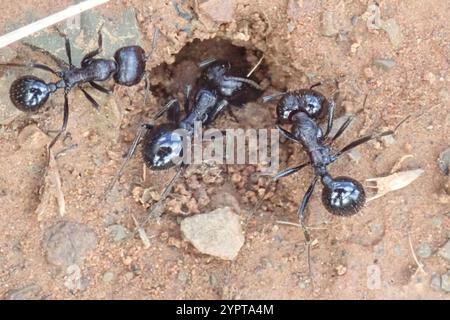 Cape Harvester Ant (Messor capensis Stock Photo - Alamy