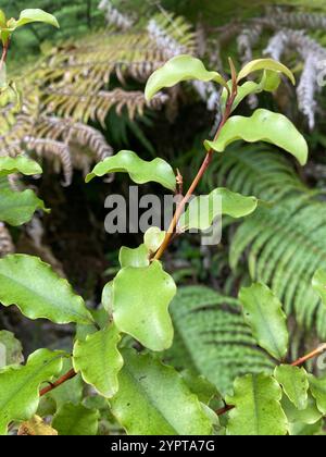 Māpou (Myrsine australis Stock Photo - Alamy