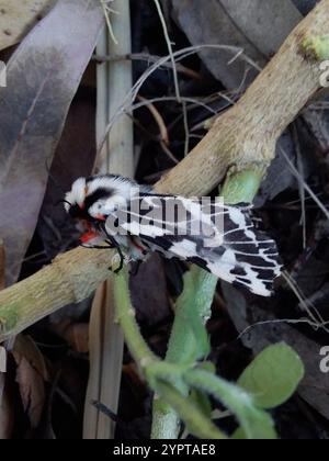 black-and-white tiger moth (Ardices glatignyi), Insecta, Truganini ...