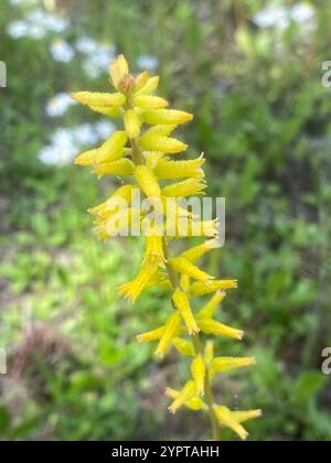 Yellow Colicroot (Aletris lutea Stock Photo - Alamy