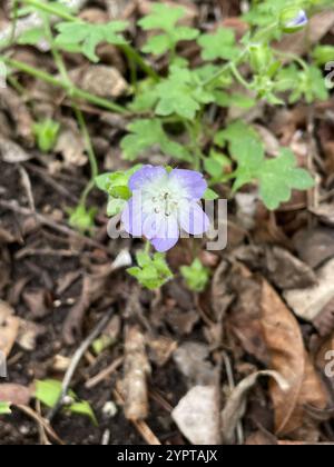 Texas baby blue eyes (Nemophila phacelioides Stock Photo - Alamy