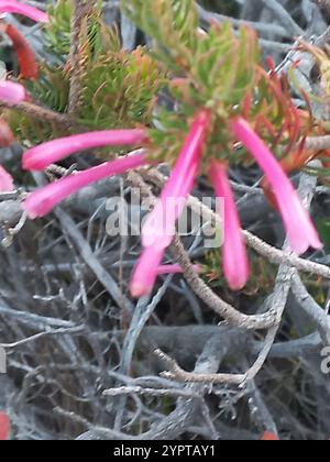 Twotone Heath (Erica versicolor Stock Photo - Alamy